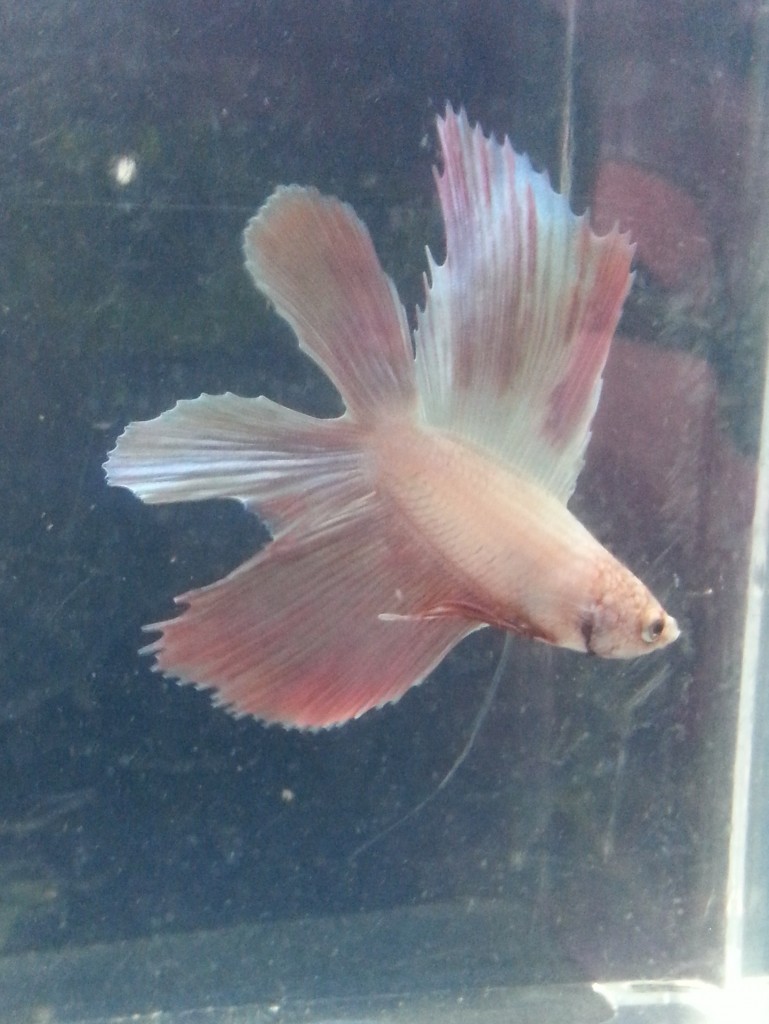 Betta Fish | Rick's Fish & Pet Supply, Inc