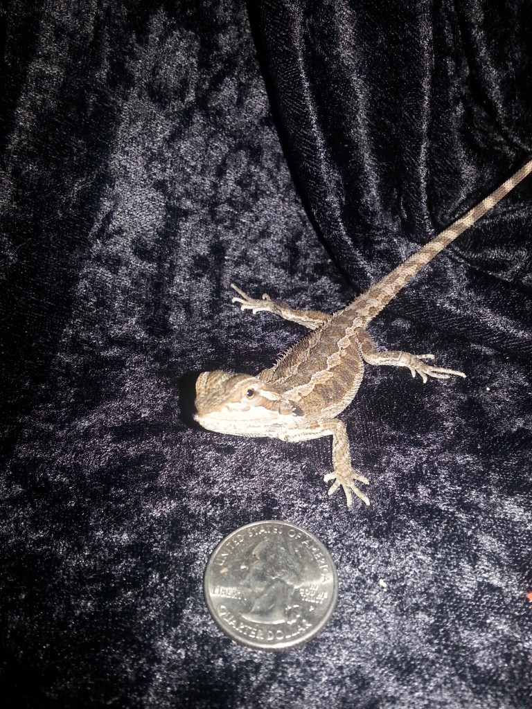 Bearded Dragon | Rick's Fish & Pet Supply, Inc